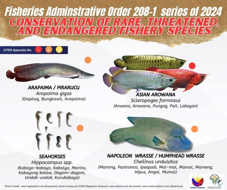 Fishing Ban Imposed on Rare and Endangered Species - Mindoro Today