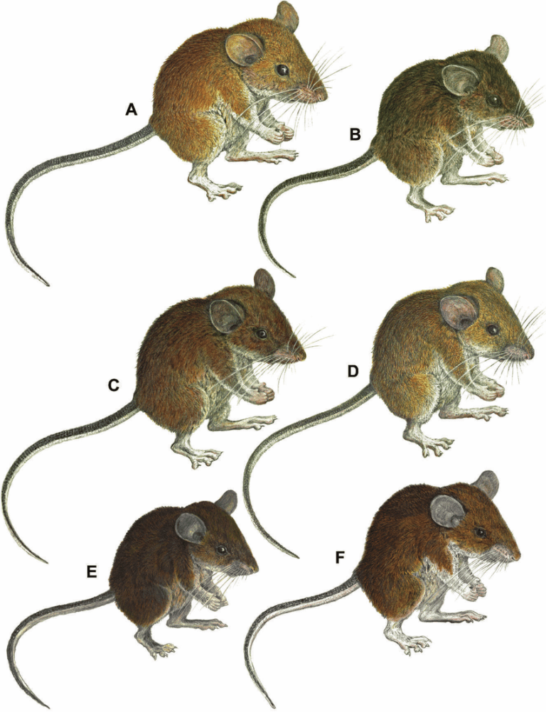 World's Three New Mouse Species Found on Mindoro Island, a Global ...